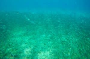 Isla Cozumel : Snorkeling dans les Caraïbes - Mes yeux sur le monde